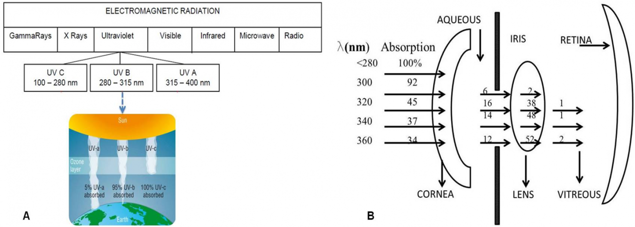 Ultraviolet radiation: How it affects the human eye? - Vision Science ...