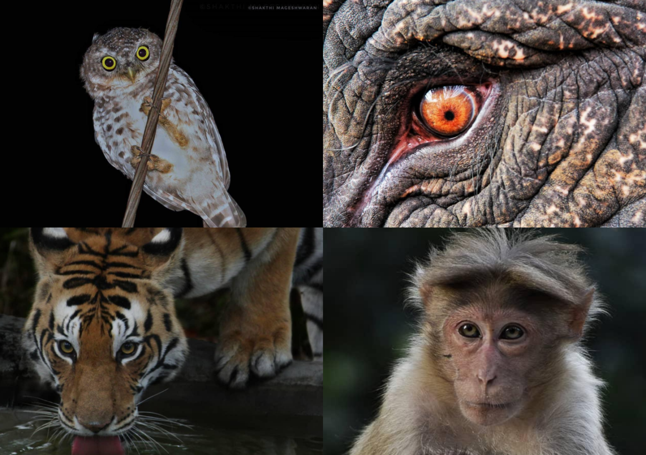 Diversity in Pupil Dimensions across the Animal Kingdom – An Aesthetic ...