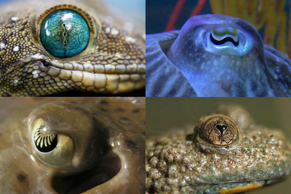 Diversity in Pupil Dimensions across the Animal Kingdom – An Aesthetic ...