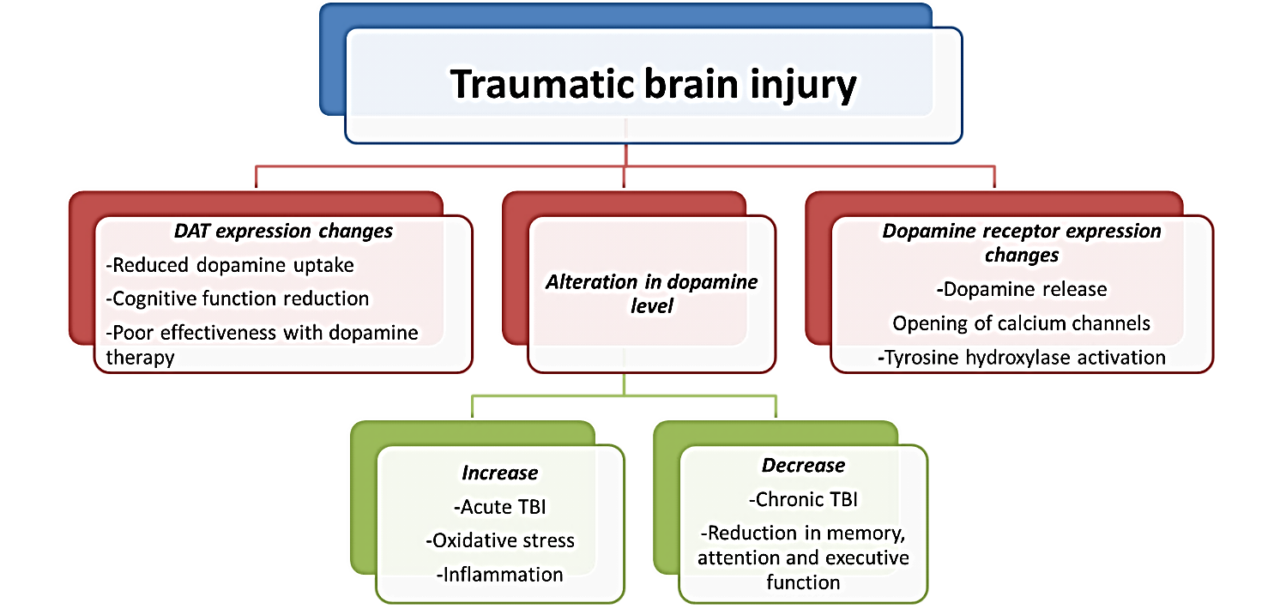 Dopamine in Traumatic Brain Injury: Changes in its Release & Receptor ...