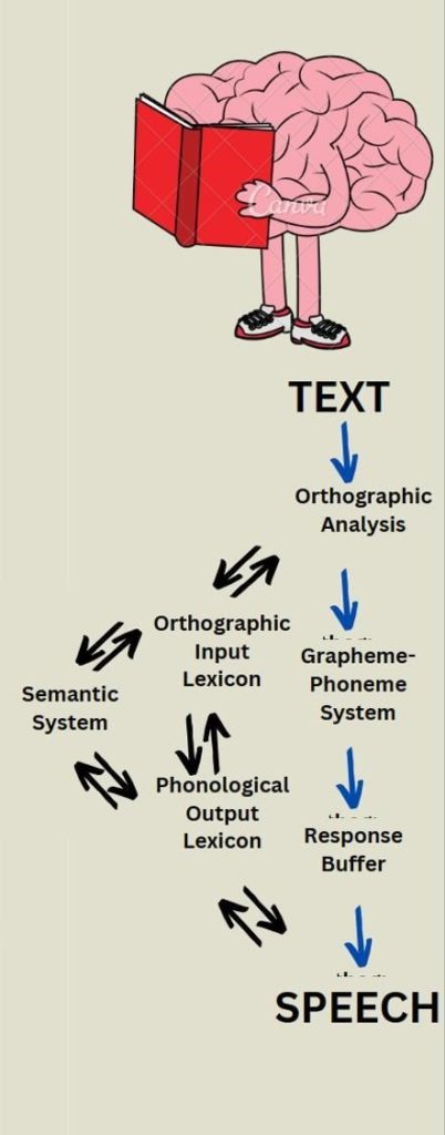 Your Brain on Words: The Neuroscience of Reading - Vision Science Academy