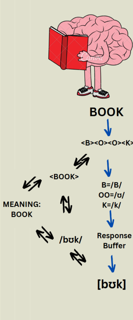 Your Brain on Words: The Neuroscience of Reading - Vision Science Academy